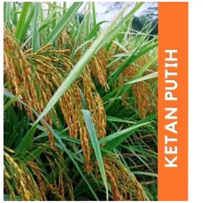 Jual 1Kg Benih Padi Ketan Putih Grendel Super Siap Tanam ~petanihael ...
