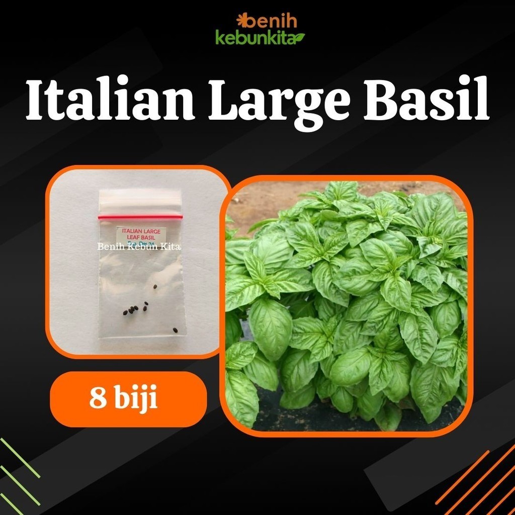 Jual Biji Benih Bibit Tanaman Sayuran Italian Large Leaf Basil Unggul ...
