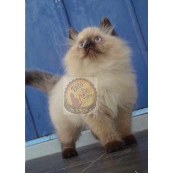 Jual Kucing Persia Anggora Munchkin Himalaya Ragdol Super | Shopee ...