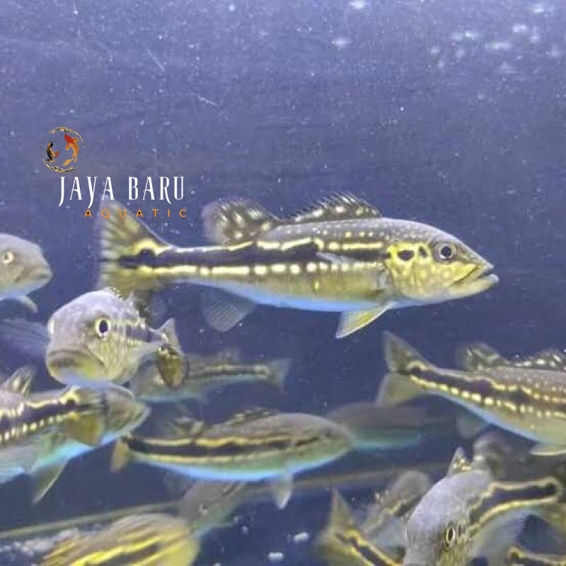 Jual Hiasan akuarium Pbas pinima god marking 3-5 cm cepat besar ...