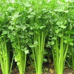 Jual Benih Seledri Super | Bibit Seledri Batang Besar | Shopee Indonesia