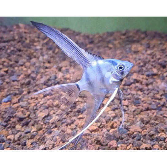 Jual Manfish Pinoy Slayer / Angel FIsh / Ikan Hias Aquascape / Air ...