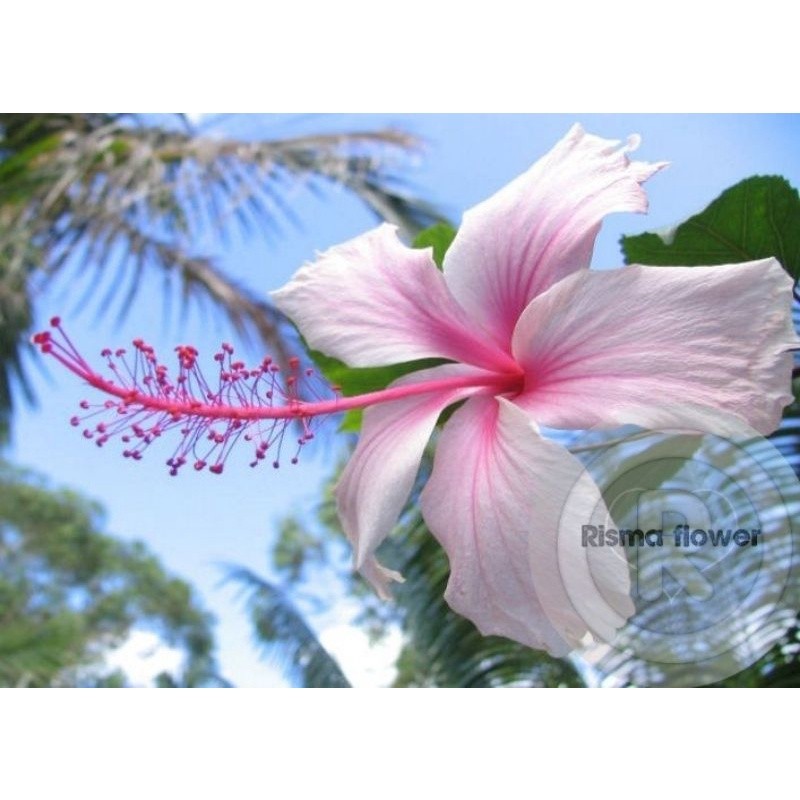 Jual For sale!!Tanaman hias pohon bunga kembang sepatu pink putih ...