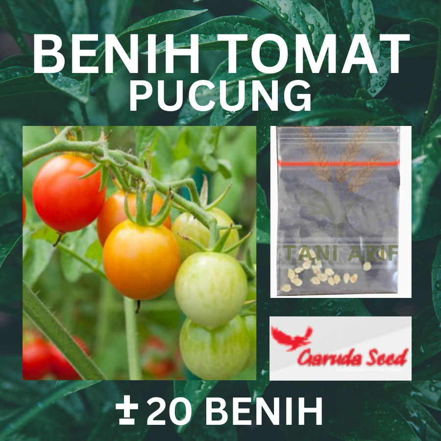 Jual 20 Butir - TOMAT Rampai Unggul PUCUNG Garuda Seed Bibit Tanaman ...