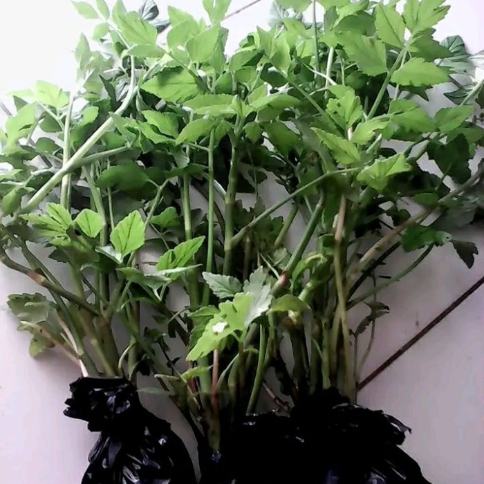 Jual bibit tanaman langka tespong - seladren isi 4 bibit gratis 1 - 2 ...