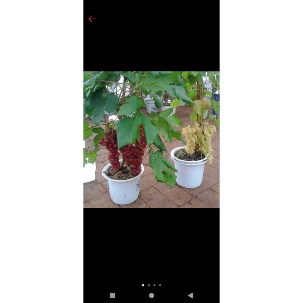 Jual PAKET 4 BIBIT ANGGUR BEDA JENIS (CAROLINE REDMASTER ISABELLA ...