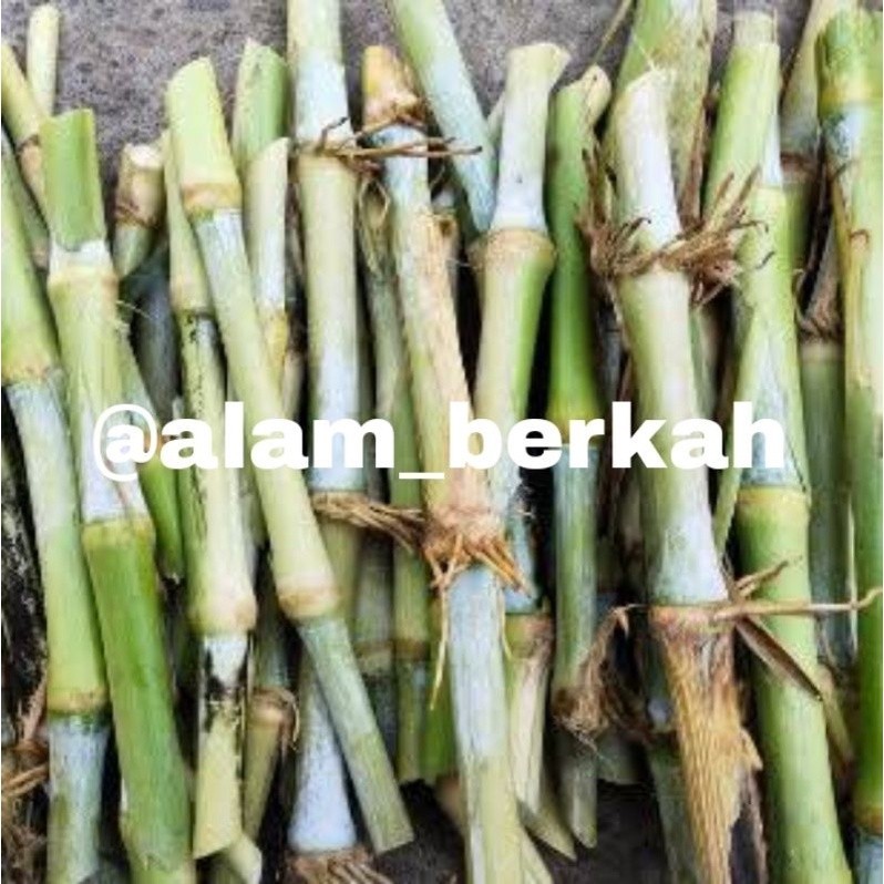 Jual Rumput Pakchong BIBIT NAPIER PAKCHONG (30cm) | Shopee Indonesia