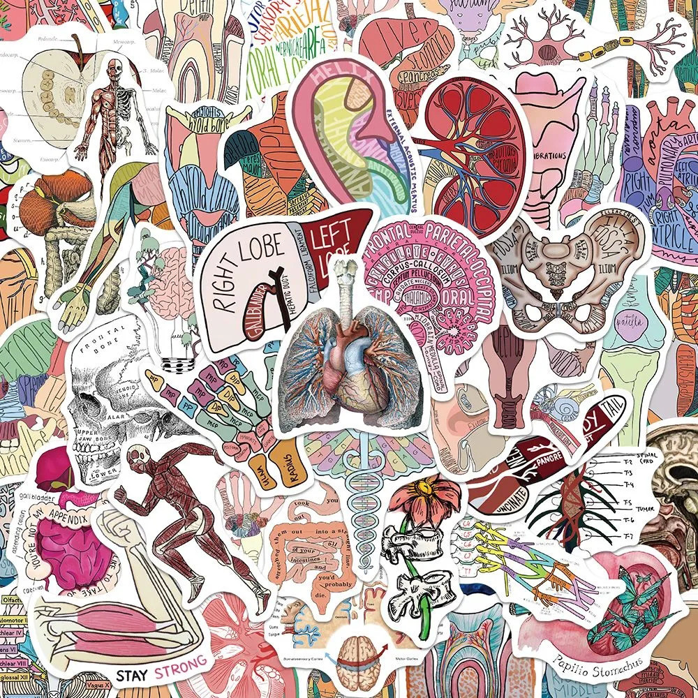 Jual 10/30/50pcs Cartoon Human Organ Medical Anatomy Stickers Decals ...