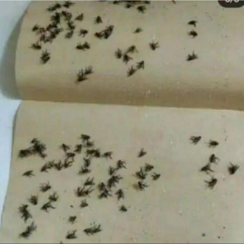 Jual Lem kertas/Lem Tempel/Lem Lalat Basmi / Kimo harga per 10pcs ...