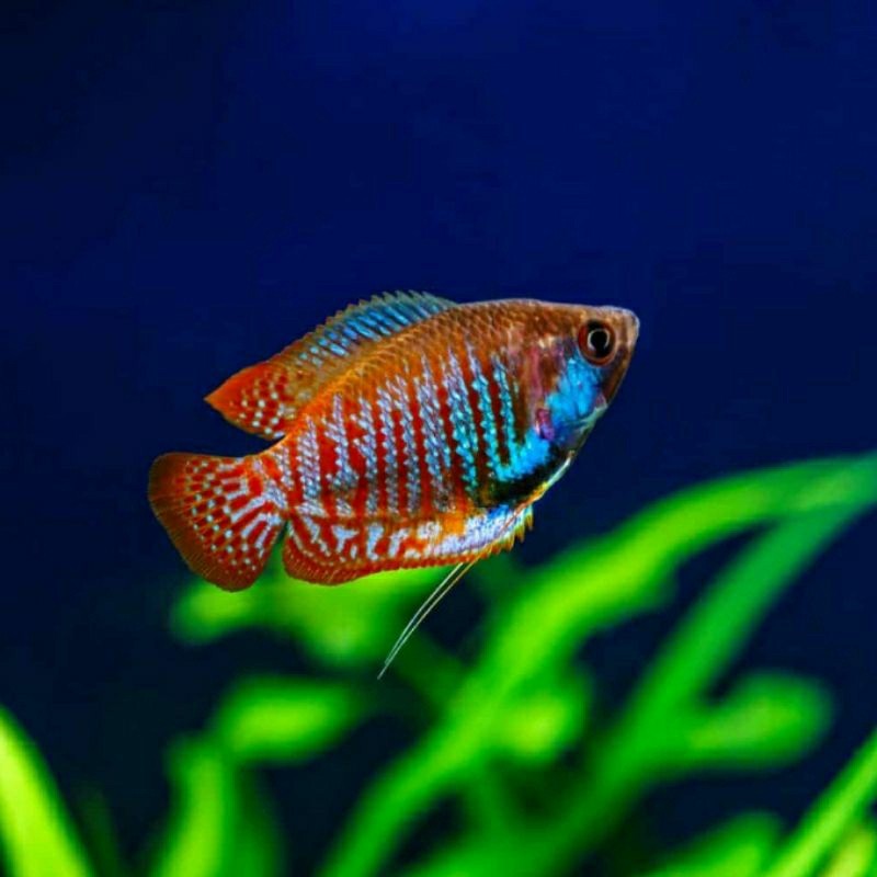 Jual Kebutuhan akuarium sepat biru gourami biru garis merah / ikan ...