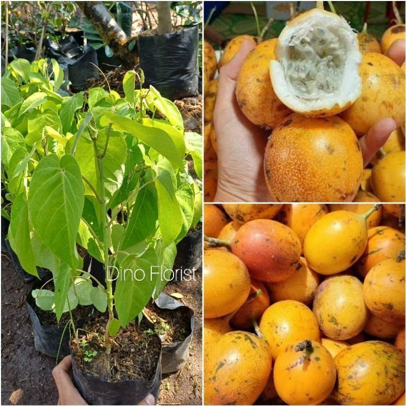 Jual Bibit Tanaman Buah Markisa Konyal Orange Manis | Shopee Indonesia