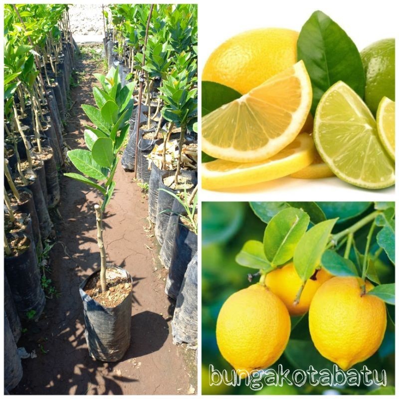 Jual Produk Bibit Tanaman Jeruk Lemon Tanpa Biji / Seedless | Shopee ...