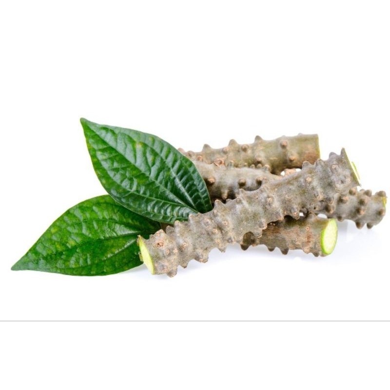 Jual KUKURING Batrawali Brotowali Sapih Asi Segar Bebas Pestisida ...