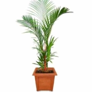 Jual Tanaman Hias Palem Pinang Merah | Shopee Indonesia