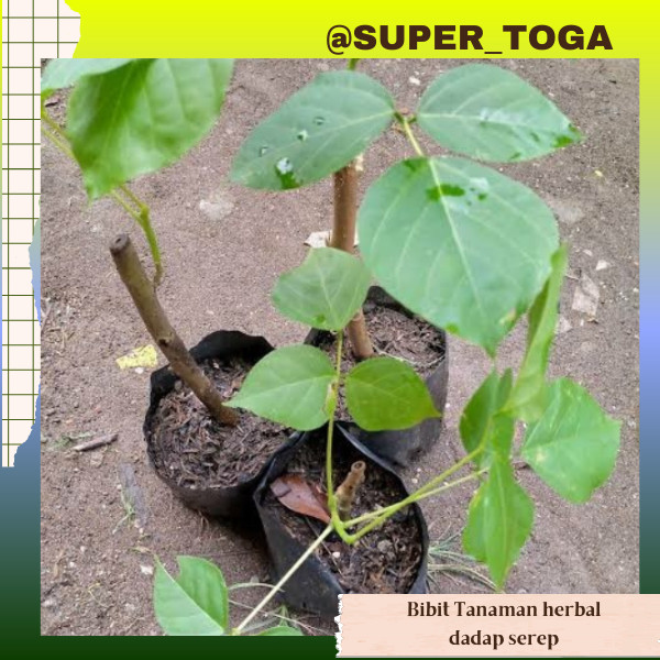Jual Tanaman Dadap Serep bibit dadap serep bibit dadap srep hasil stek ...