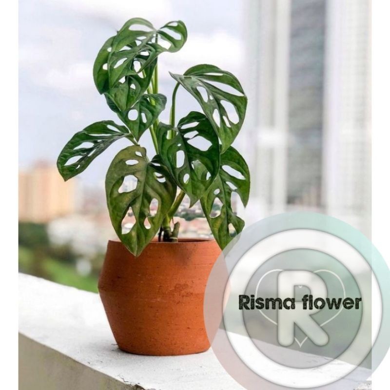 Jual For sale!!Tanaman hias pohon philo monstera janda bolong / tanaman ...