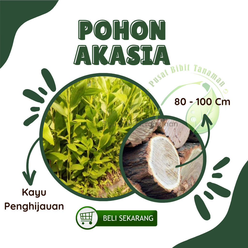 Jual Bibit Pohon Akasia Mangium Kayu Akasia Mangium bibit tanaman pohon ...