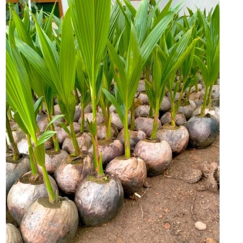 Jual Bibit Kelapa Genjah Entog/Genjah Entok - Pendek Berbuah Kualitas ...