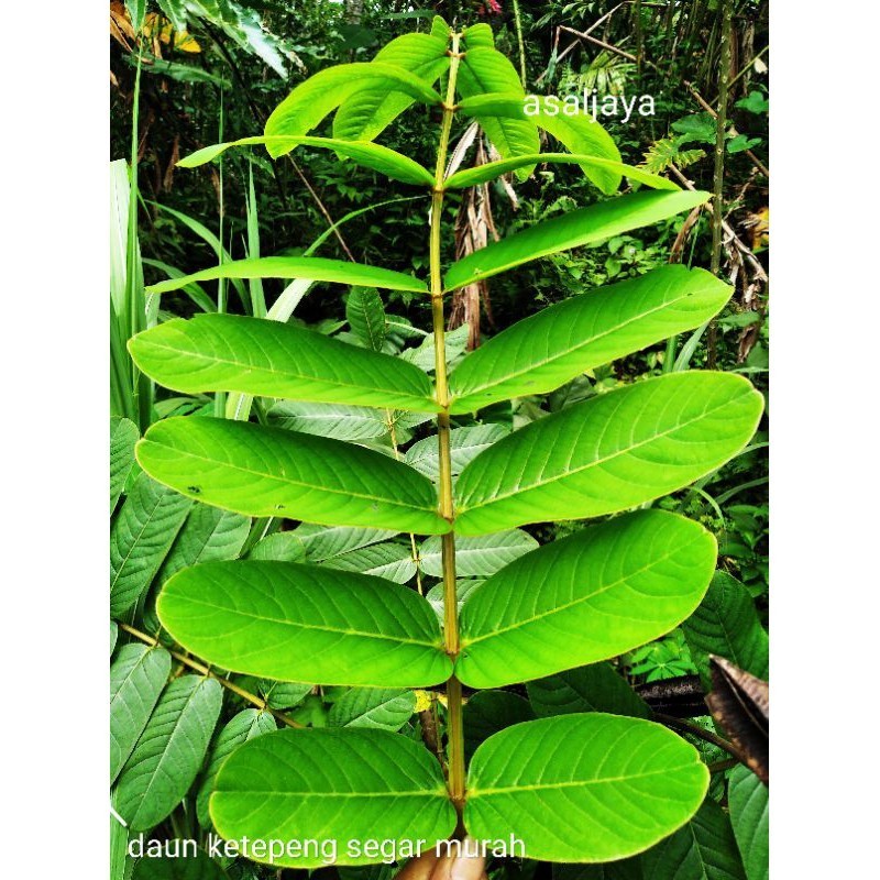 Jual promo COD - Daun Ketepeng 100 Lembar Daun Kimanila Segar Obat ...
