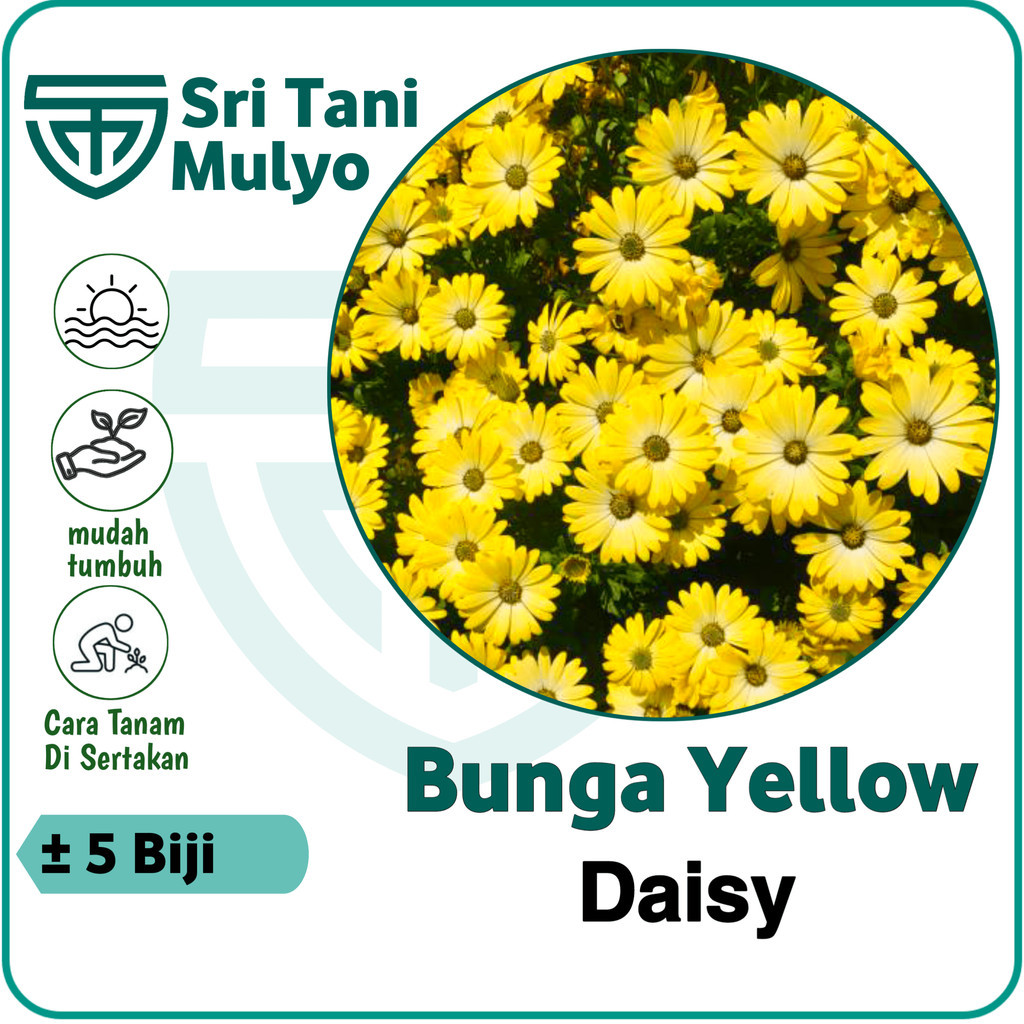Jual 5 BIJI - Benih Bunga YELLOW DAISY - Benih Bekualitas BEST SELLER ...