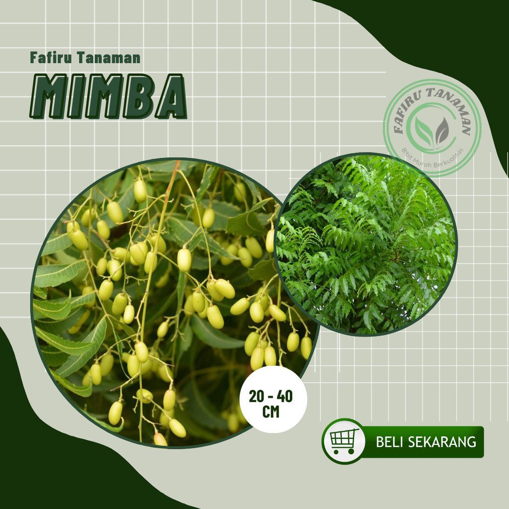 Jual Bibit pohon mimba tanaman pohon mimba siap tanam | Shopee Indonesia