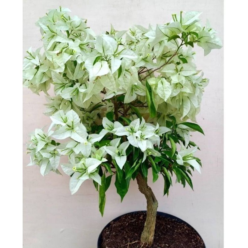Jual hias tanaman hias hidup bugenvil bangkok putih hidup | Shopee ...