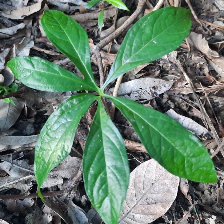 Jual Tanaman hias bunga Tacca palmata blume /Gadung tikus | Shopee ...