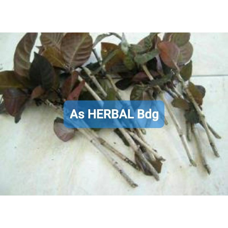 Jual Bibit Stek Daun Ungu atau Handeuleum FBH | Shopee Indonesia