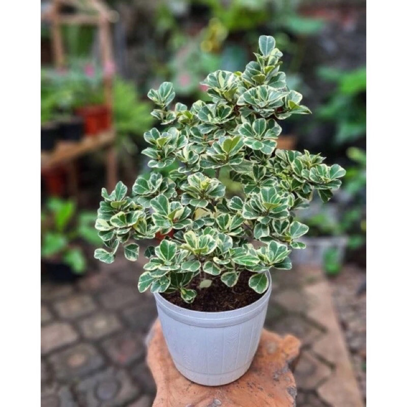 Jual Beringin Kupu-Kupu Tanaman Hias - Ficus Triangularis Variegata ...