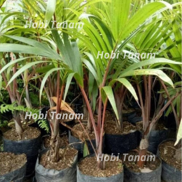 Jual PALEM BOTOL bibit palem botol merah siap tanam bibit tanamnan hias ...