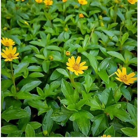 Jual Daun Widelia segar / 100 gram seruni laut daun wedelia segar/daun ...