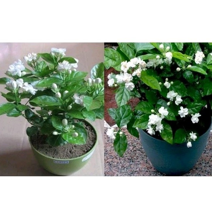 Jual Rimbun Tanaman Melati Wangi Sudah Berbunga segar bersih | Shopee ...