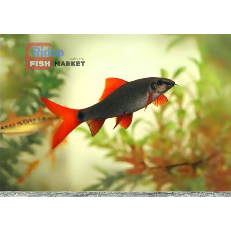 Jual Pembersih aquarium alami PAKET ISI 10 redfin shark hitam hiasan ...