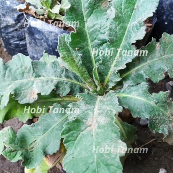 Jual TAPAK LIMAN bibit tanaman tapak liman bibit tapak liman tanaman ...