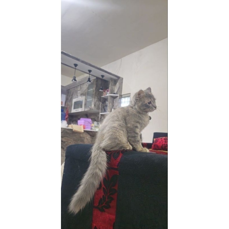 Jual anakan kucing anggora mix persia | Shopee Indonesia