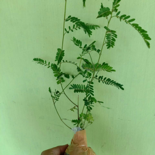 Jual bibit meniran Bibit tanaman daun meniran tanaman obat herbal Jual ...