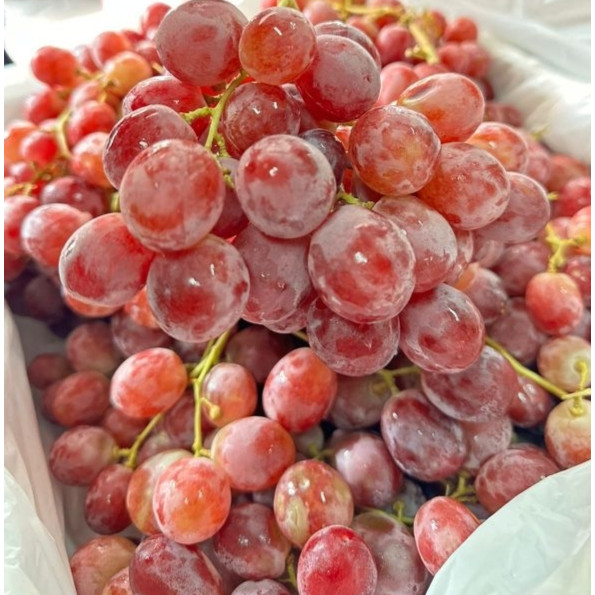 Jual ANGGUR RED GLOBE AUSSIE 500GR | Shopee Indonesia