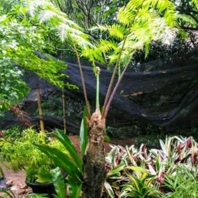 Jual Pakis Paku Jumbo | Bibit Pakis Paku | Pakis Hutan | Bibit Paku ...