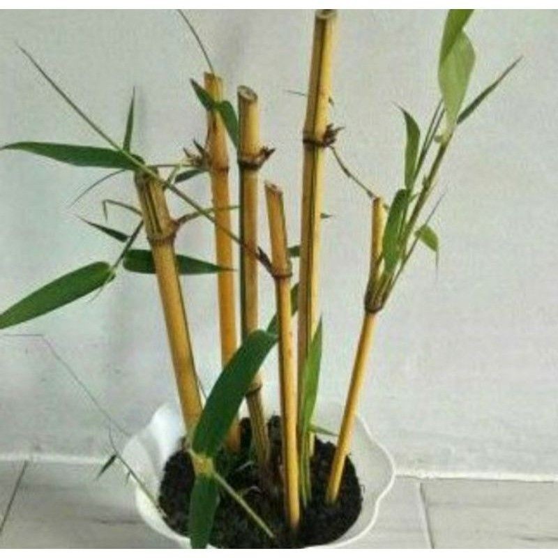 Jual Promo Stek Bambu Kuning Per 1 Batang panjang 30cm COD | Shopee ...
