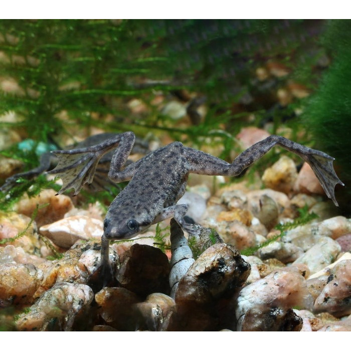 Jual Katak Air Afrika / African Dwarf Frog / Katak Hias Aquascape ...