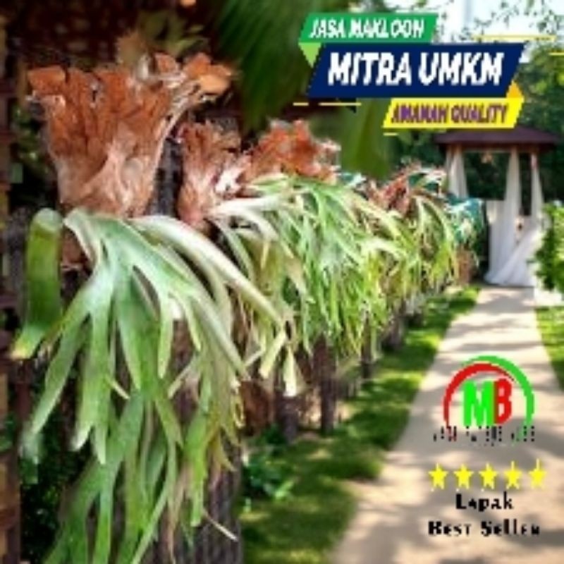 Jual IMDA HANDICRAFT Tanaman Hias Platycerium Willinckii SIMBAR TANDUK ...