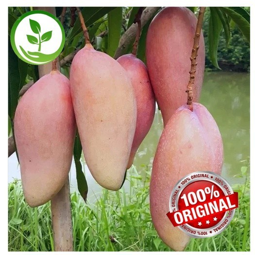 Jual Bibit Mangga Red Ivory Asli Tanaman Buah Hasil Okulasi Super ...