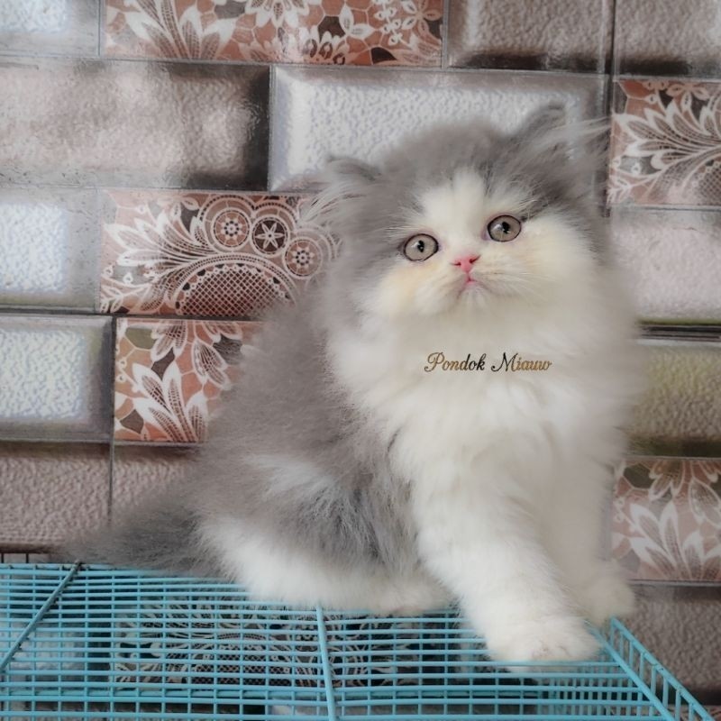 Jual Kucing Persia Anak Kucing Flatnose Blue Silver Simetris Peaknose ...