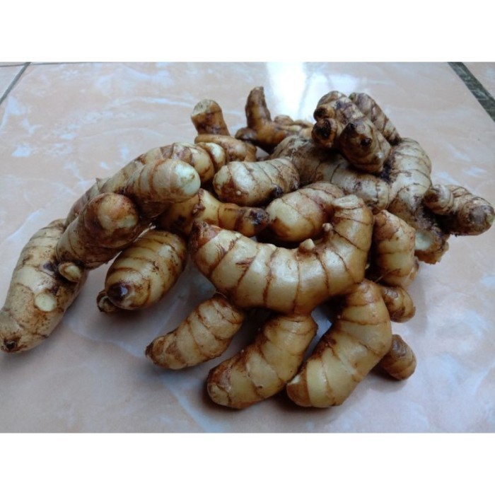 Jual TERBAIK KUNYIT TEMU PUTIH SEGAR 500G CURCUMA ZEDOARIA HERBAL ...