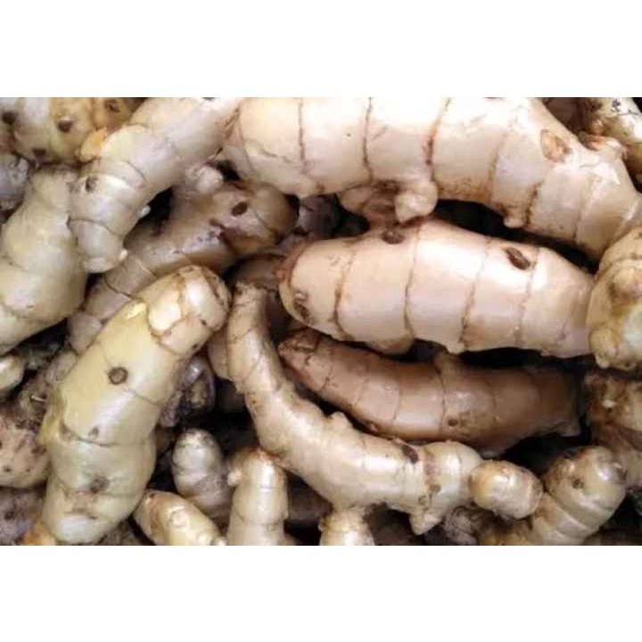 Jual Temu ireng segar- temu hitam fresh 1KG ready | Shopee Indonesia