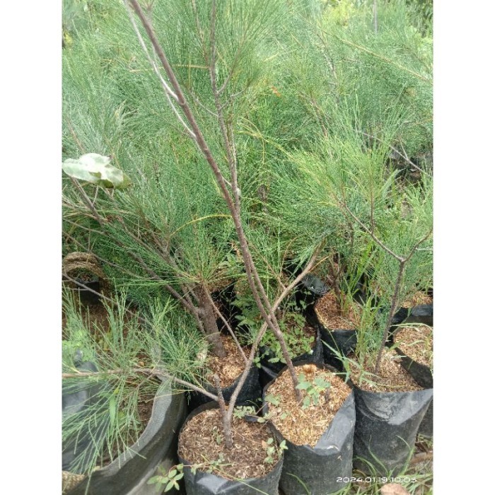 Jual Bibit Cemara Udang / Tanaman Hias Cemara Udang | Shopee Indonesia