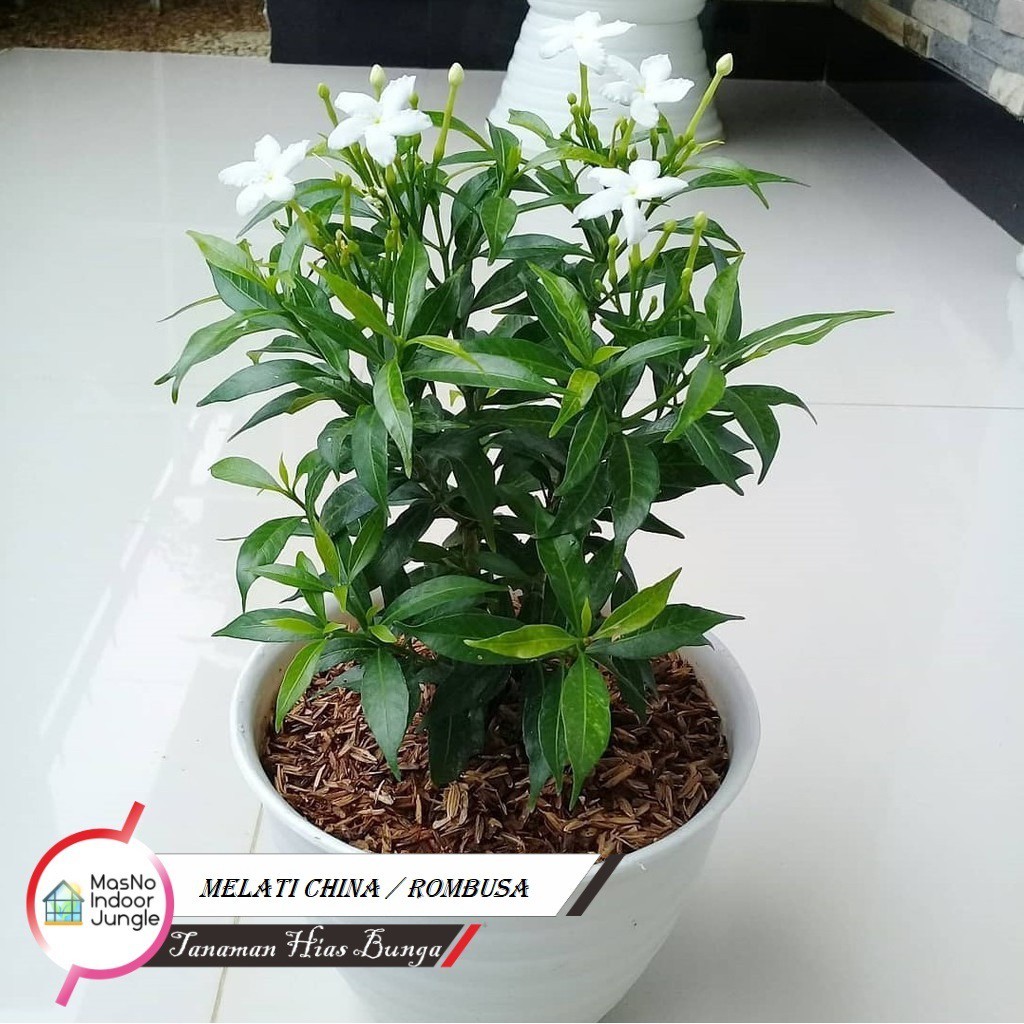 Jual Tanaman Bunga Melati China - Tanaman Hias Rombusa - Pohon Rombusa ...