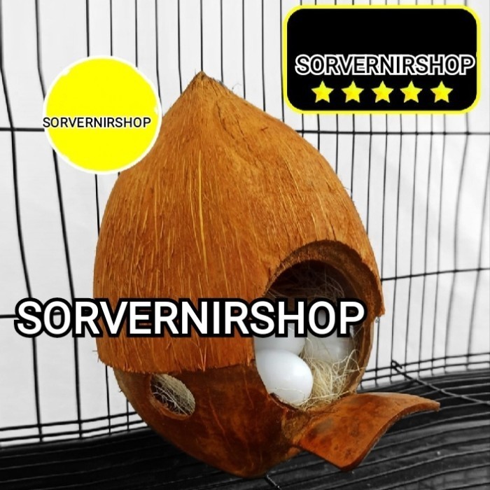 Jual Glodok Batok Kelapa Cantel Tempat Bertelur Burung (ADA TERASNYA ...