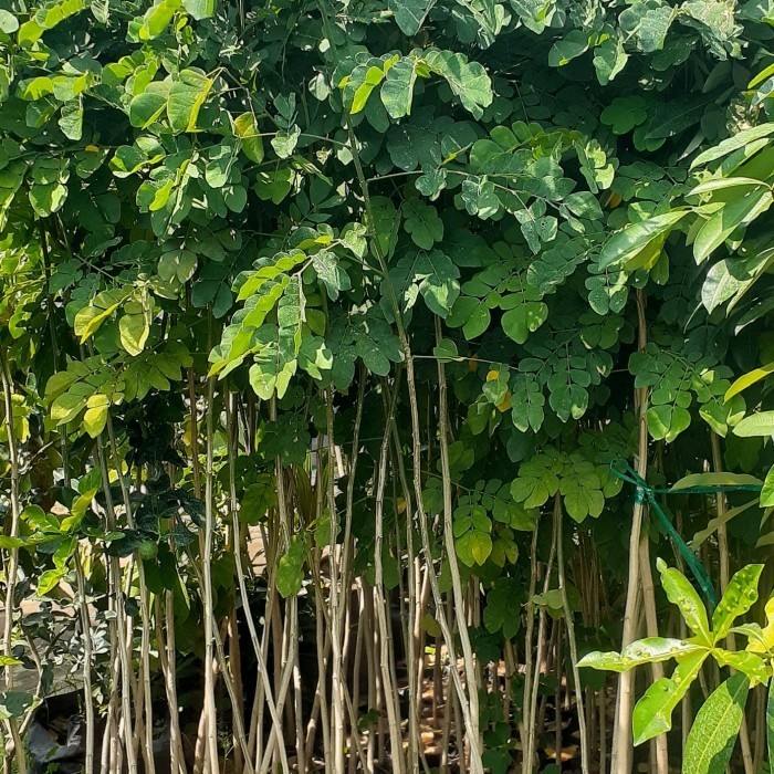 Jual Bibit Trembesi Ukuran 150-180cm Batang Besar | Bibit Pohon ...