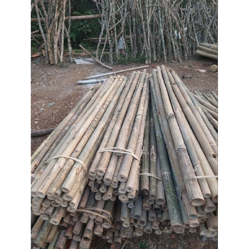 Jual Bambu Bulat Utuh - Bahan Tongkat Pramuka | Shopee Indonesia